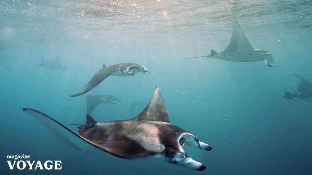 Nala Maldives by Jawakara, A Quiet Newcomer for a 2026 Maldives ...